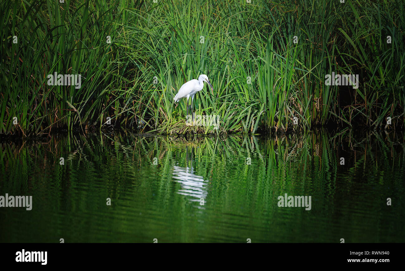Little egret (Egretta garzetta) is a species of small heron in the ...