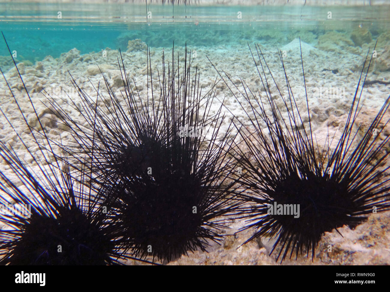 Underwater view of black sea urchin with long spikes in the Bora Bora ...