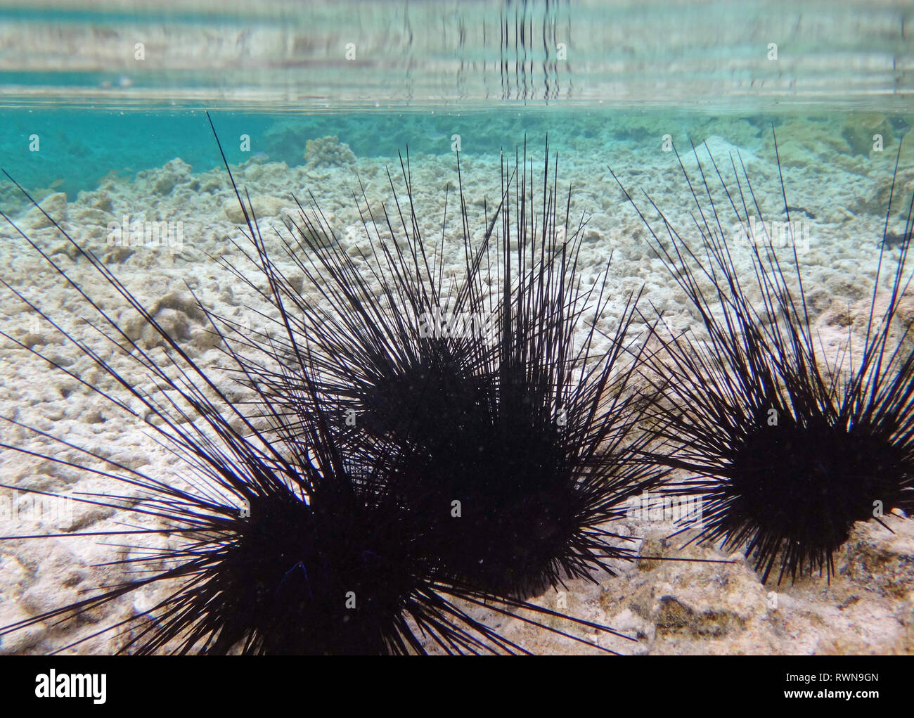 Underwater view of black sea urchin with long spikes in the Bora Bora ...
