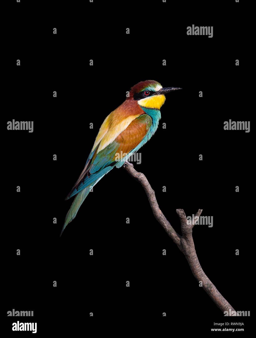 Rainbow bee eater hi-res stock photography and images - Alamy