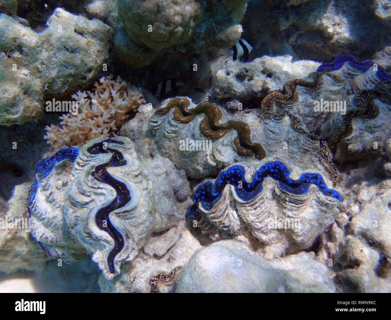Underwater view of a Giant Clam (Tridacna Gigas) with blue lips in the ...