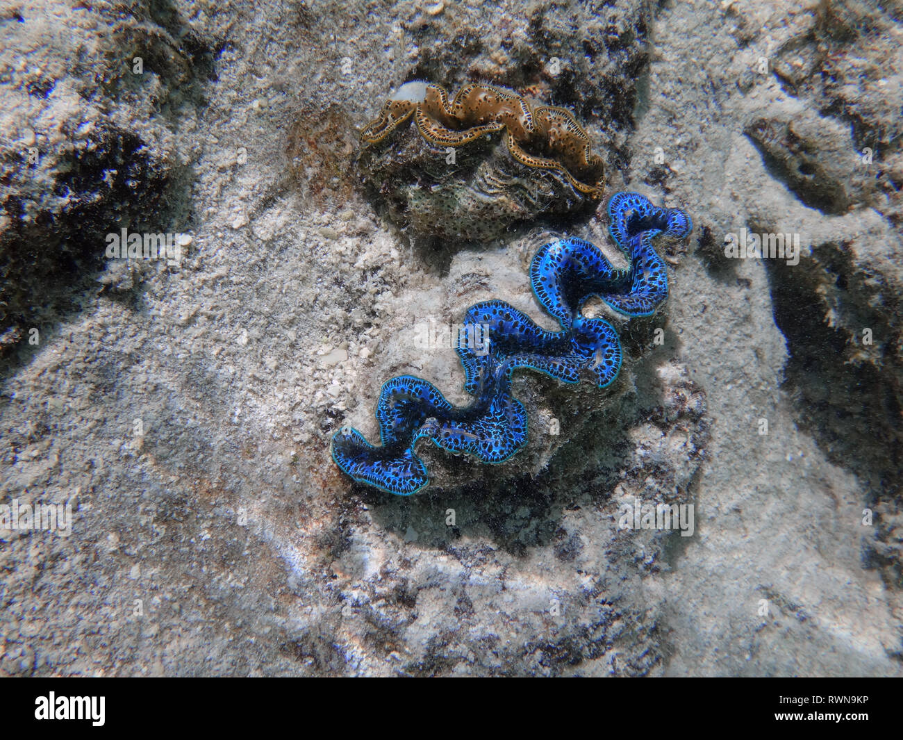 Underwater view of a Giant Clam (Tridacna Gigas) with blue lips in the ...