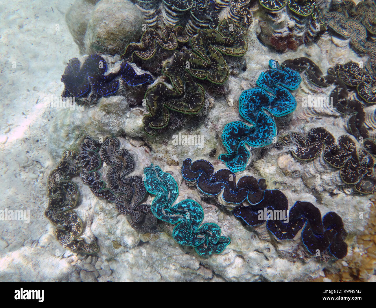 Underwater view of a Giant Clam (Tridacna Gigas) with blue lips in the ...