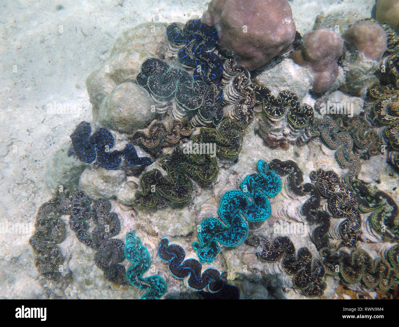 Underwater view of a Giant Clam (Tridacna Gigas) with blue lips in the ...