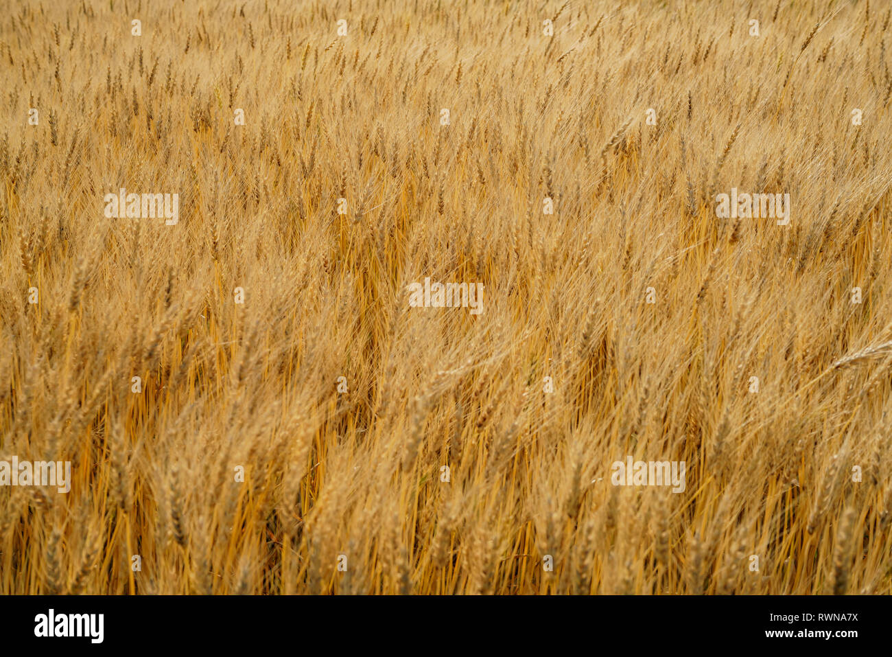 Japan wheat hi-res stock photography and images - Alamy