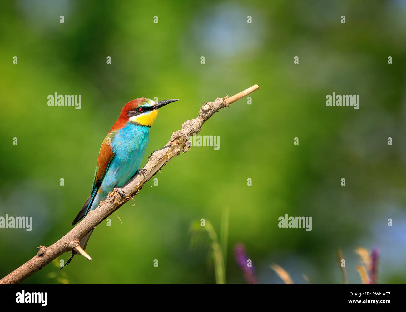 Bee Coloring High Resolution Stock Photography and Images - Alamy