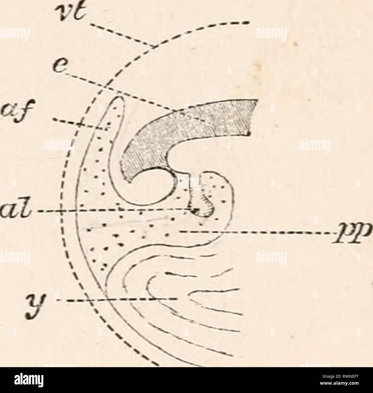 Vitelline membrane hi-res stock photography and images - Alamy
