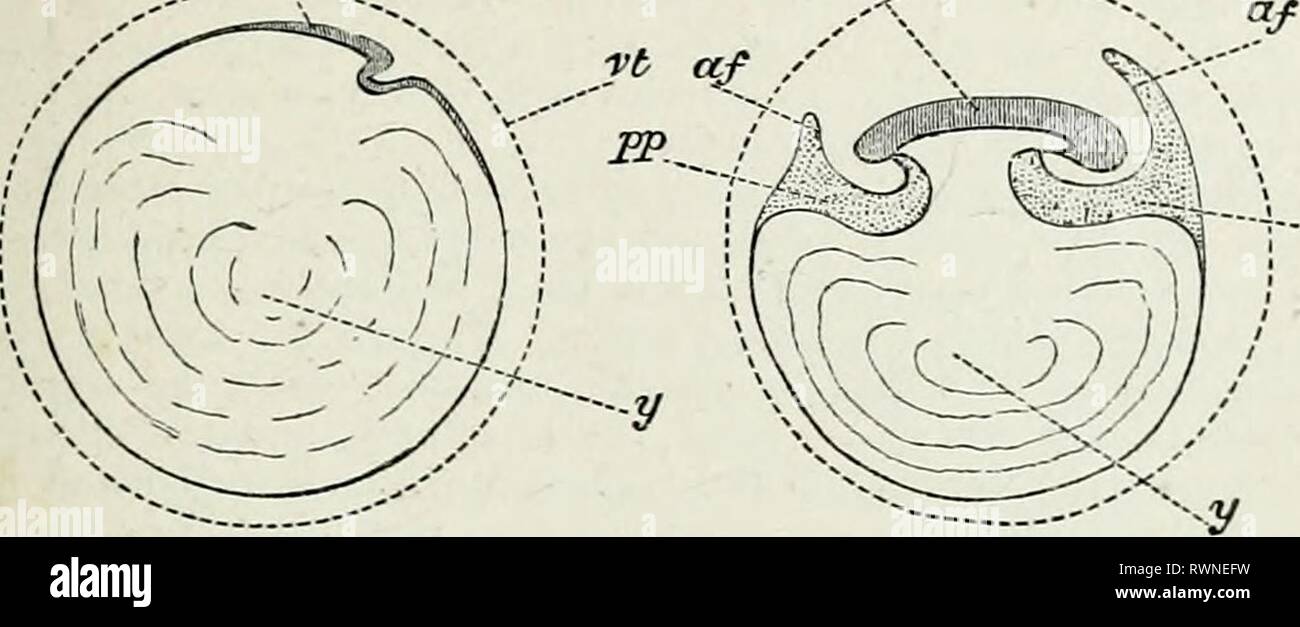 The elements of Embryology, (1874) The elements of Embryology ...