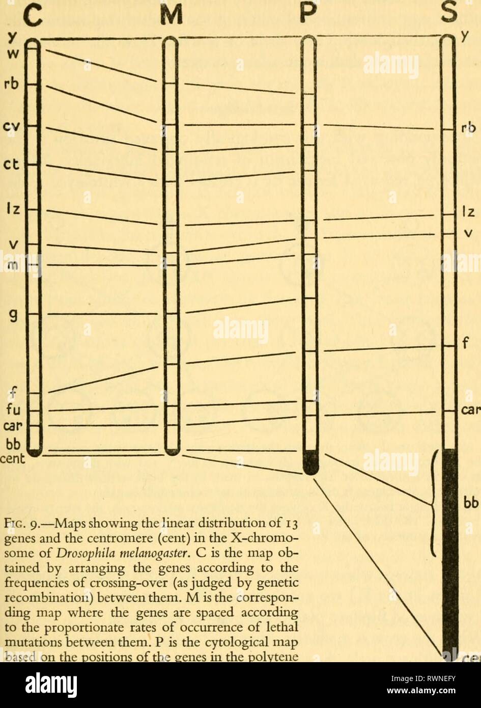 The elements of genetics (1950 Stock Photo - Alamy