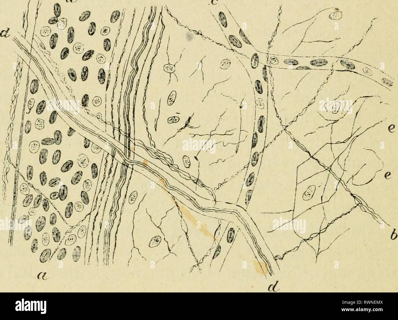Elements of hippology (1908 Stock Photo - Alamy