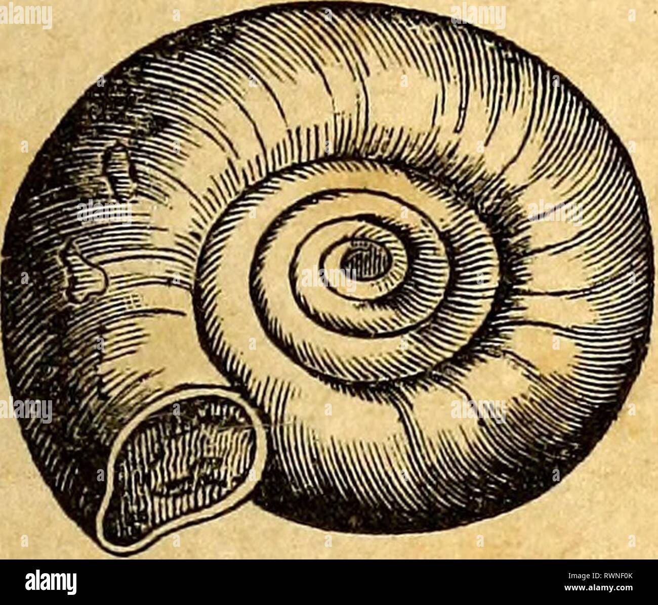 Elements of geology (1839 Stock Photo - Alamy