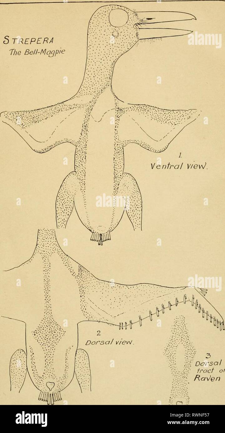 The Emu official organ Stock Photo - Alamy