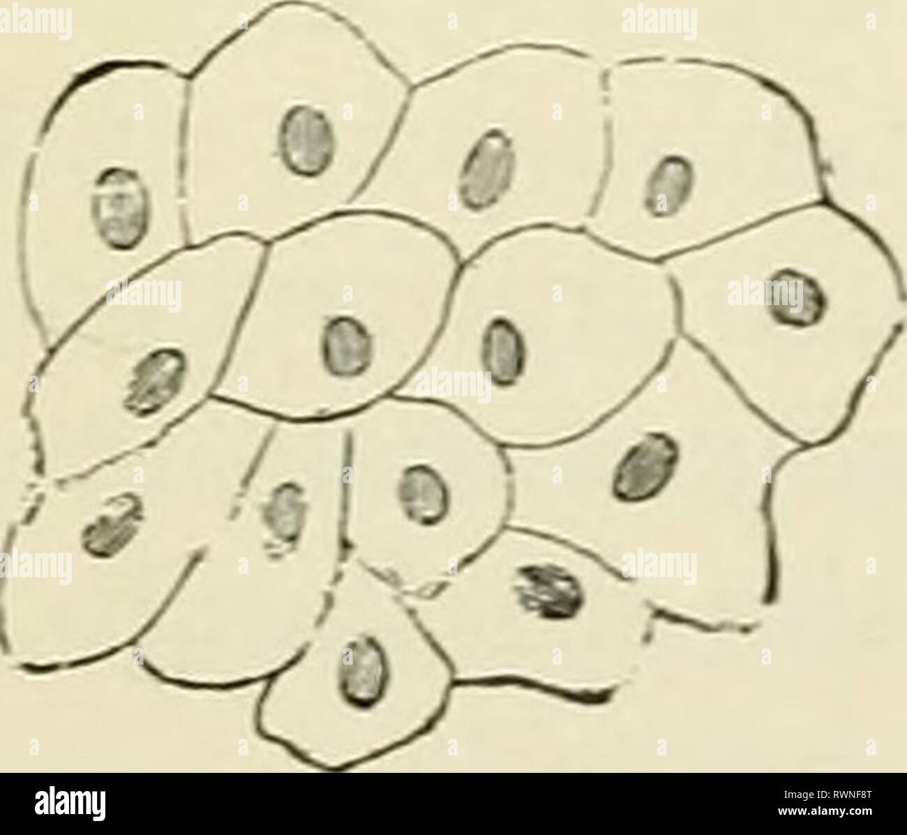 Endothelium Histology