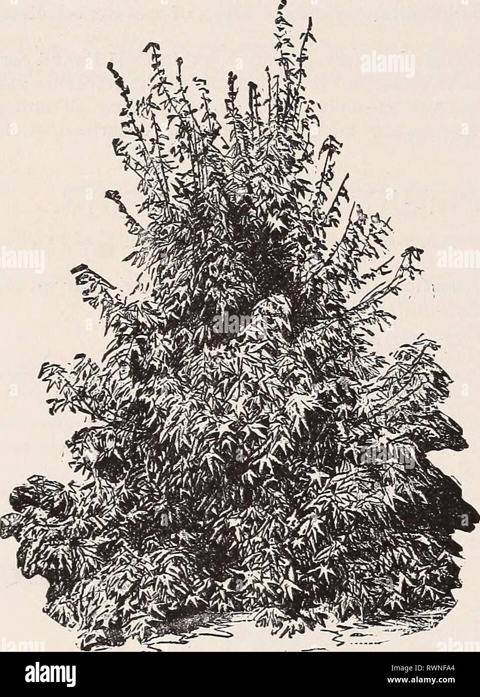 Deeply dissected foliage hi-res stock photography and images - Alamy