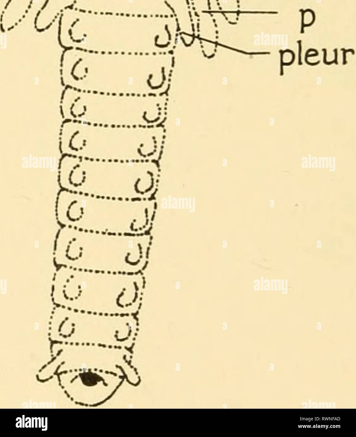 Embryology of insects and myriapods; Embryology of insects and ...