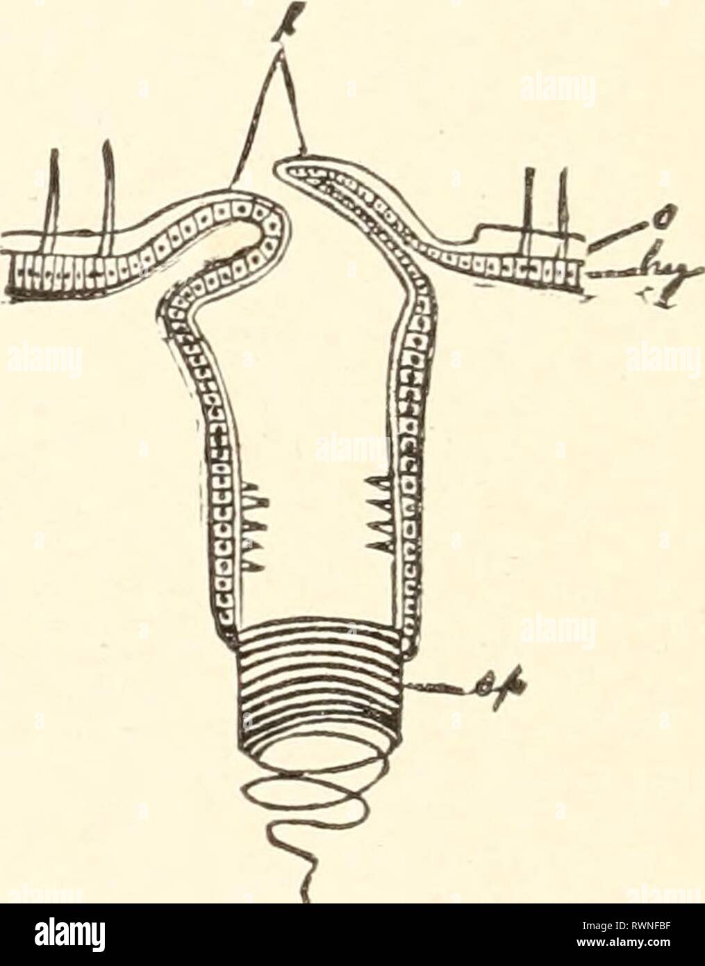 The elements of insect anatomy; The elements of insect anatomy; an ...