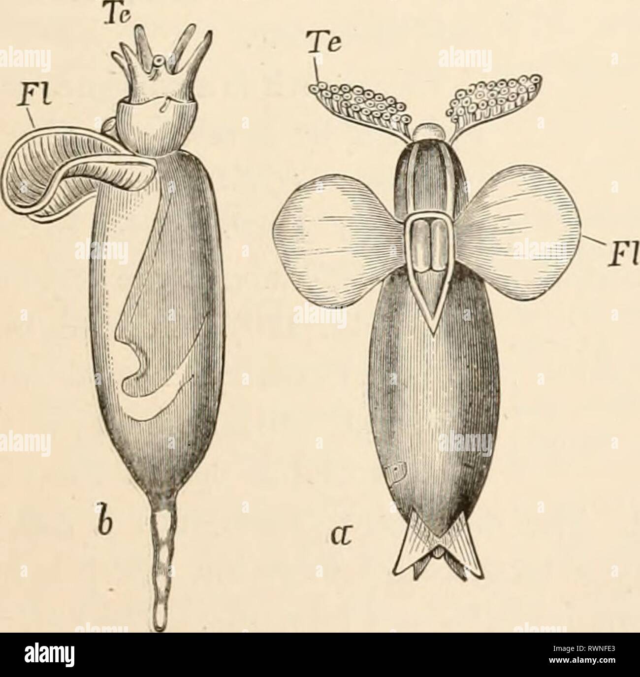 Pteropodes