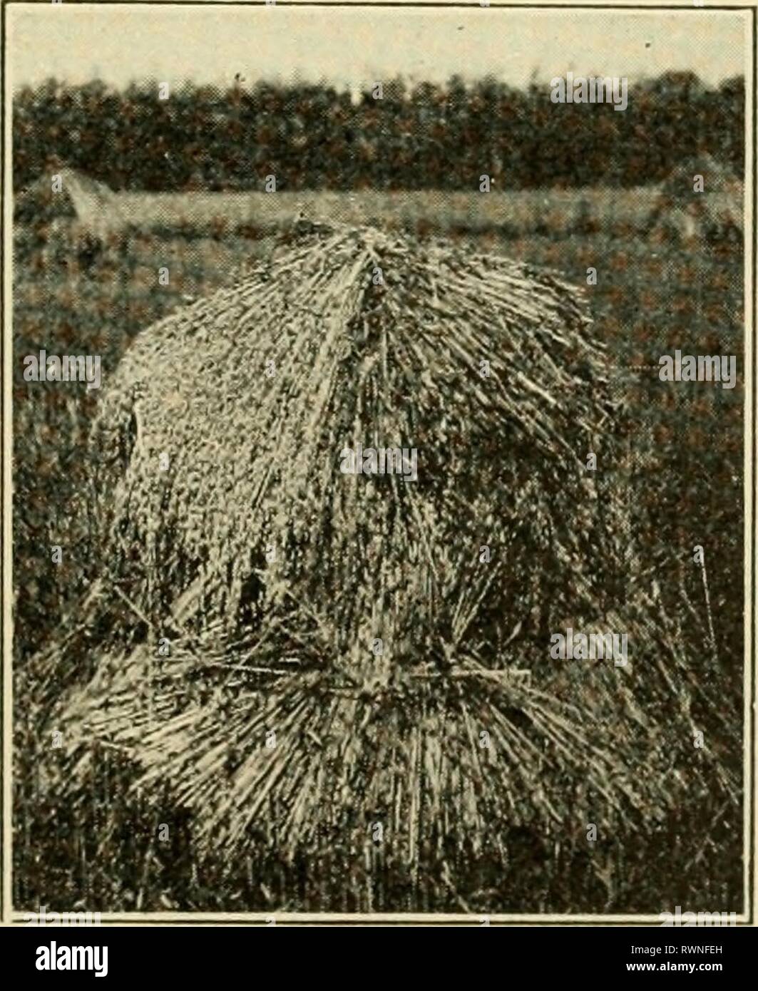 Elements of farm practice (1919 Stock Photo - Alamy