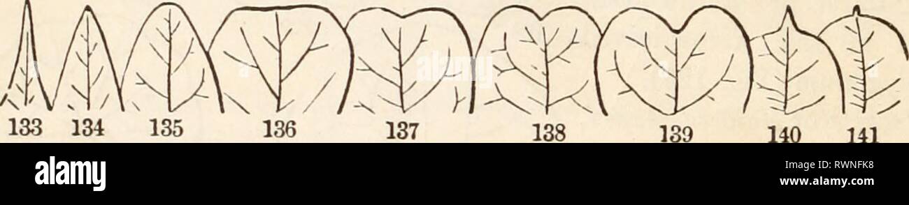 Rounded leaf base hi-res stock photography and images - Alamy