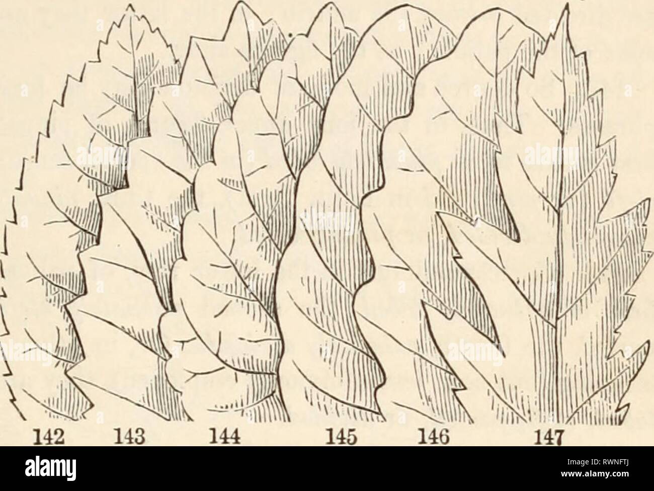 Crenate margin hi-res stock photography and images - Alamy