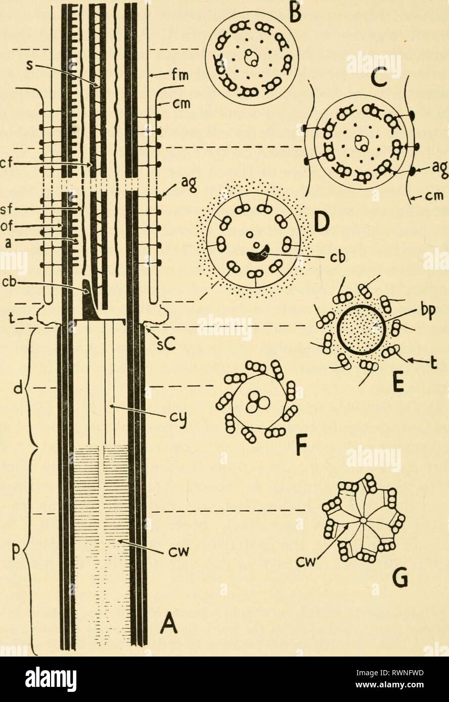 Electron-microscopic structure of protozoa (1963 Stock Photo - Alamy