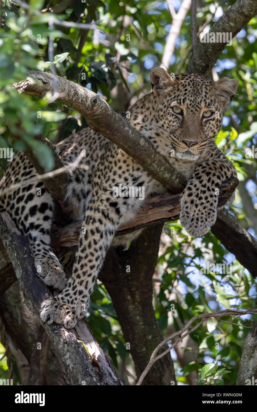 Cheetah sitting in tree hi-res stock photography and images - Alamy