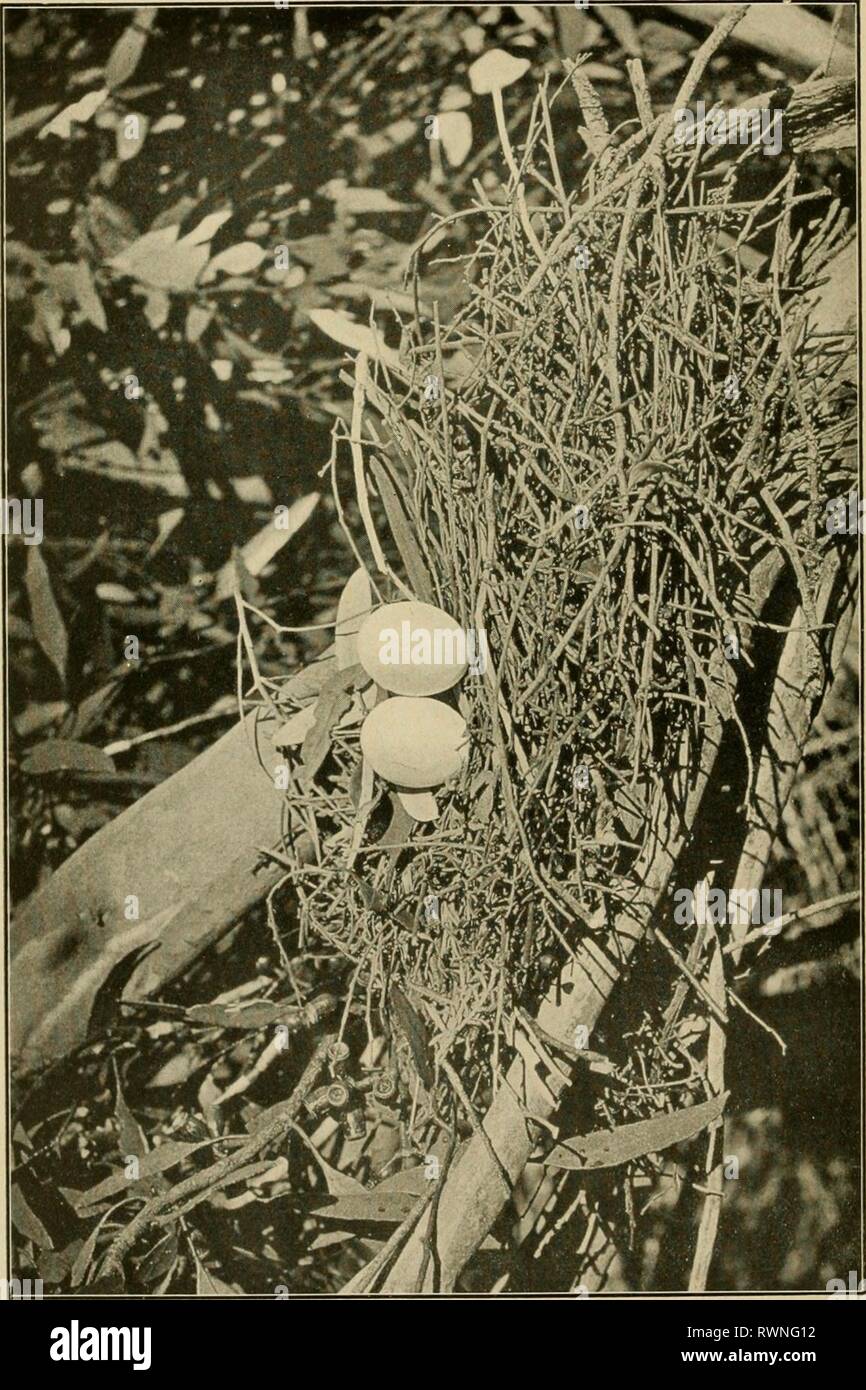 The Emu official organ Stock Photo - Alamy