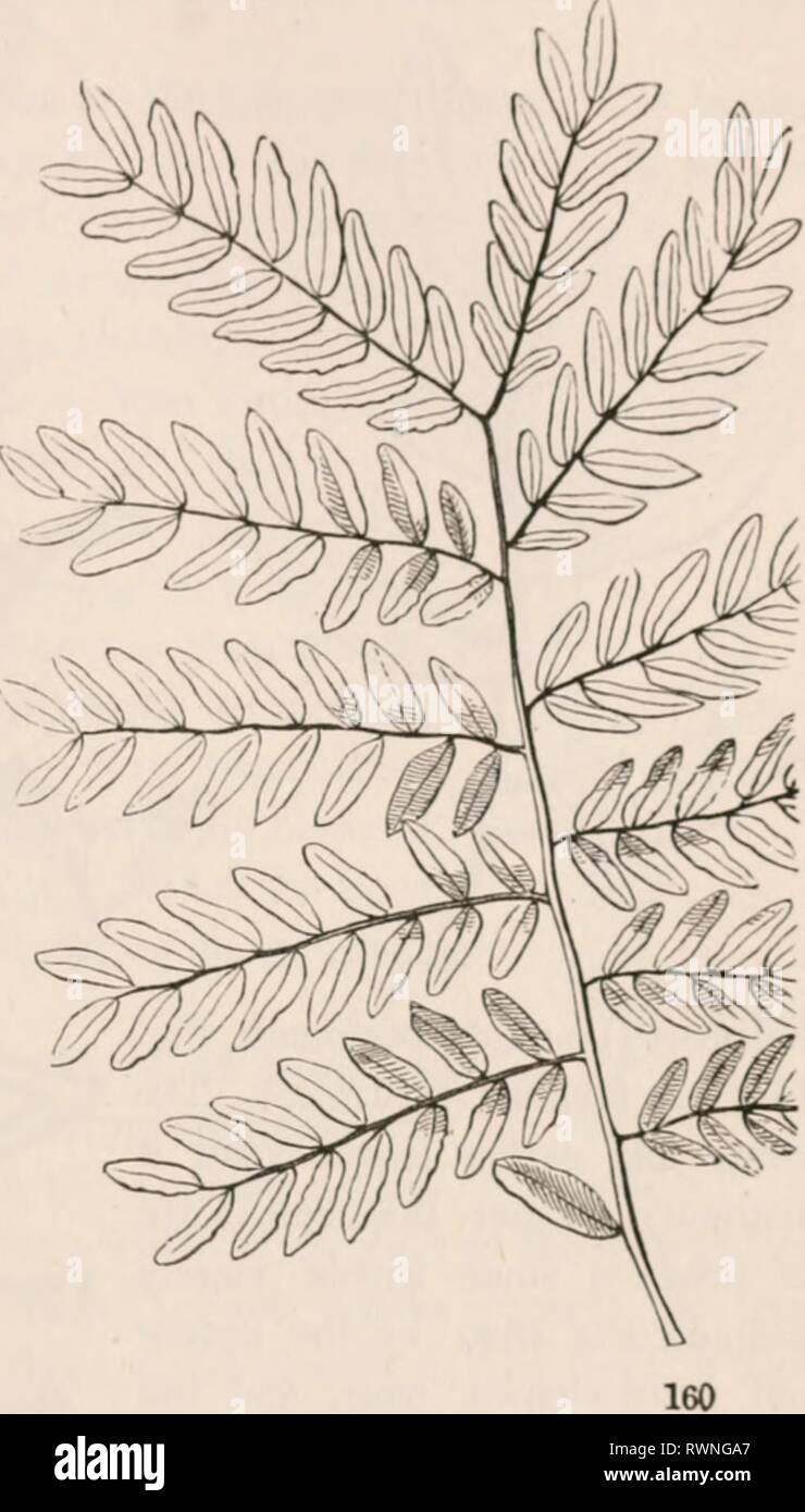 Twice pinnate hi-res stock photography and images - Alamy