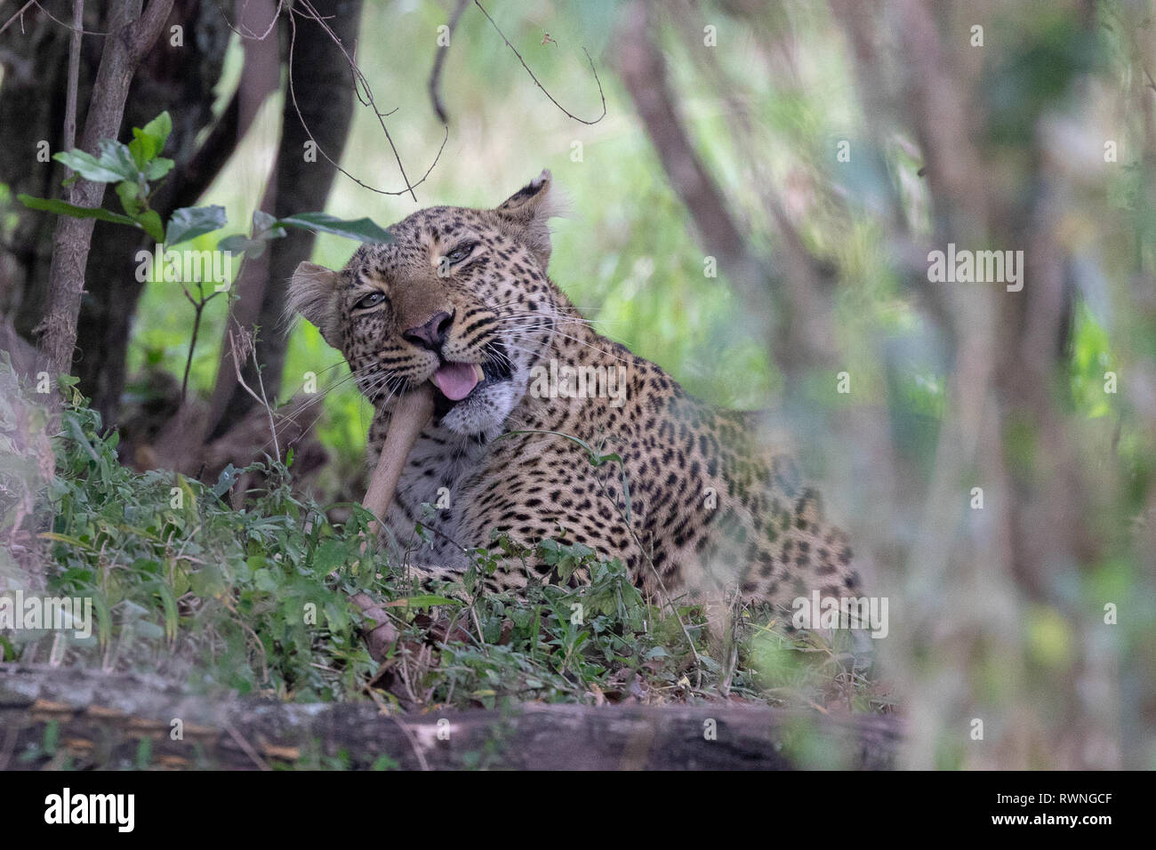 Cheetah species hi-res stock photography and images - Alamy