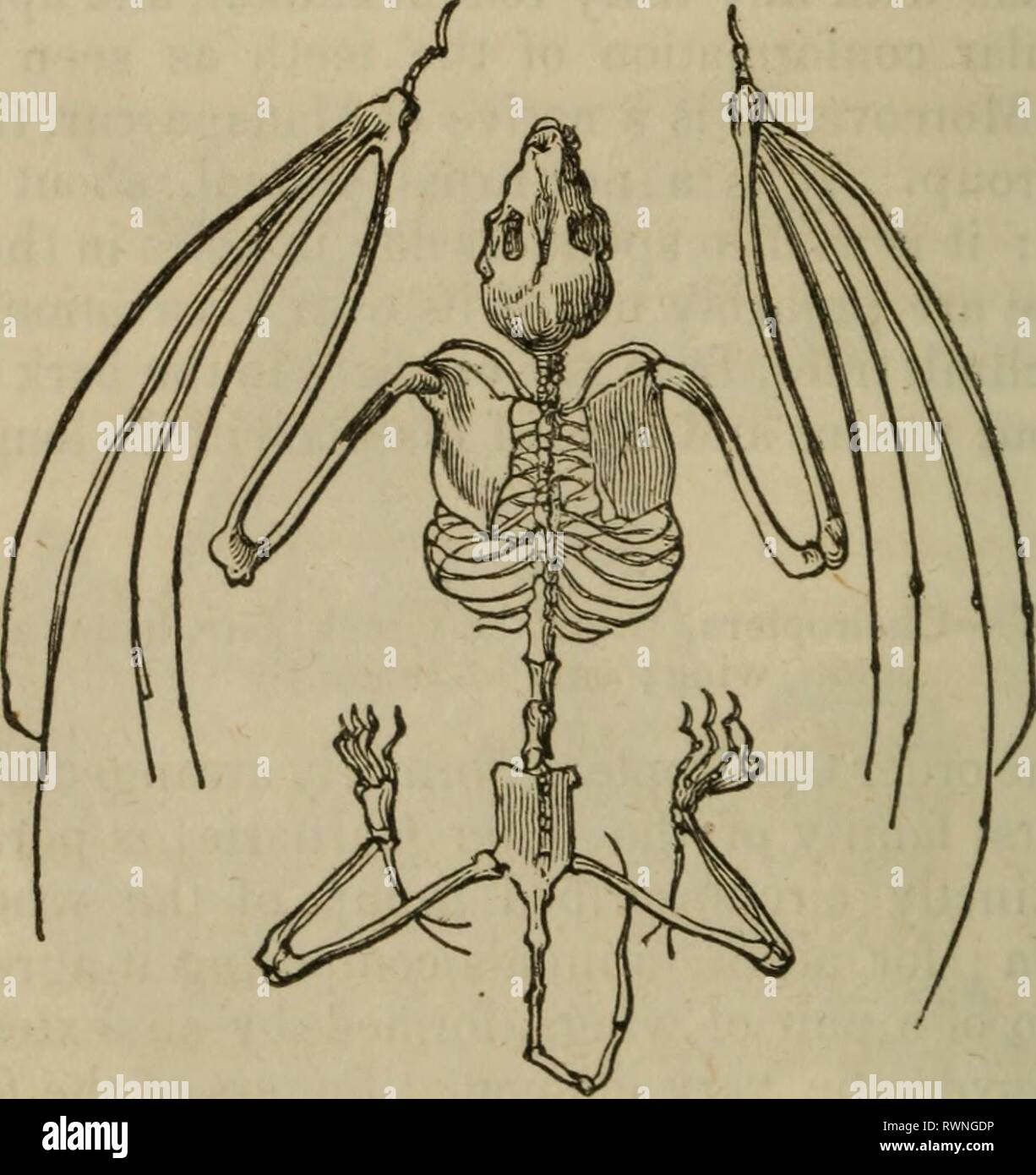 Elements of zoology, or, Natural Stock Photo - Alamy