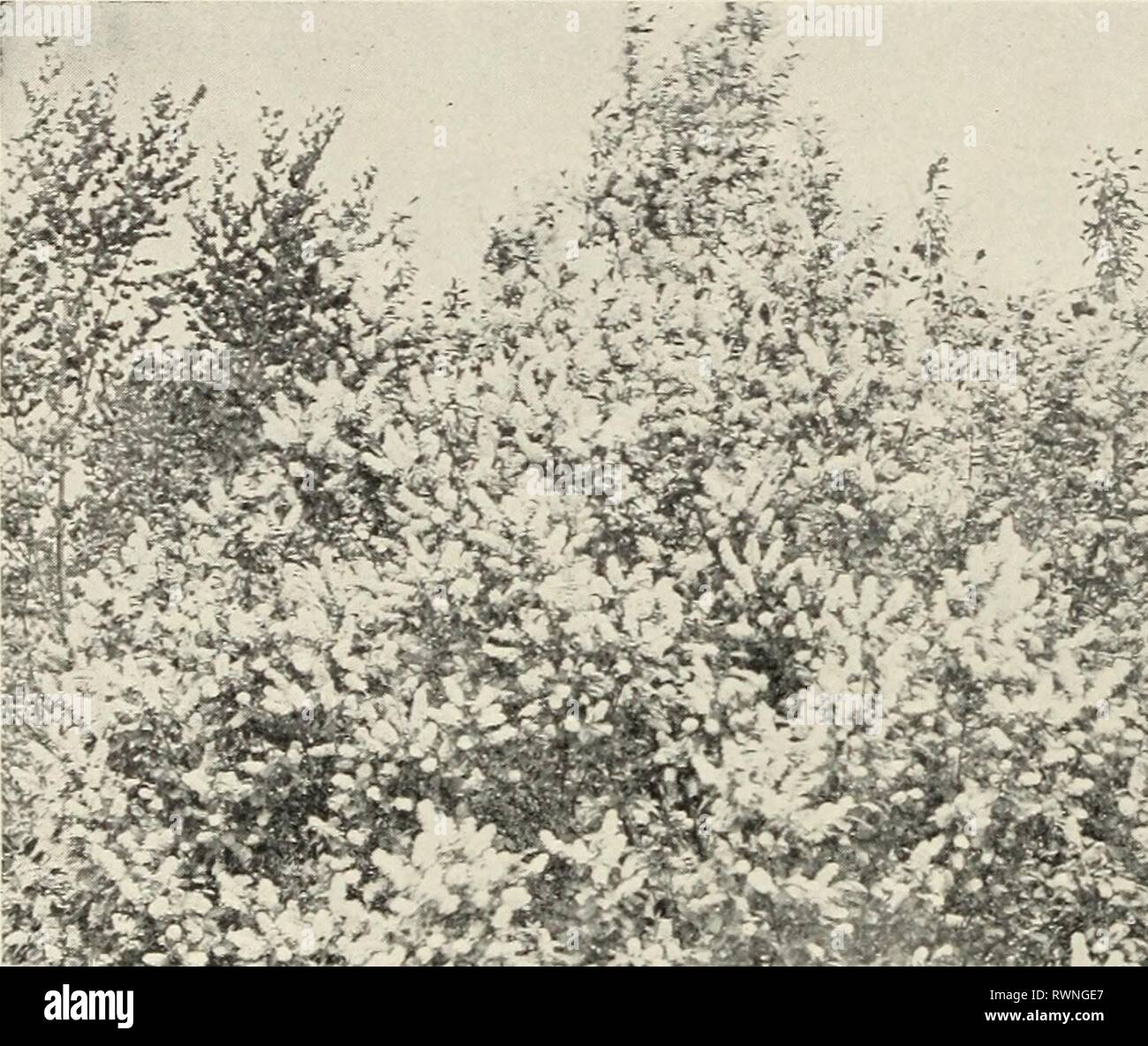 Ellwanger & Barry Mount Stock Photo - Alamy