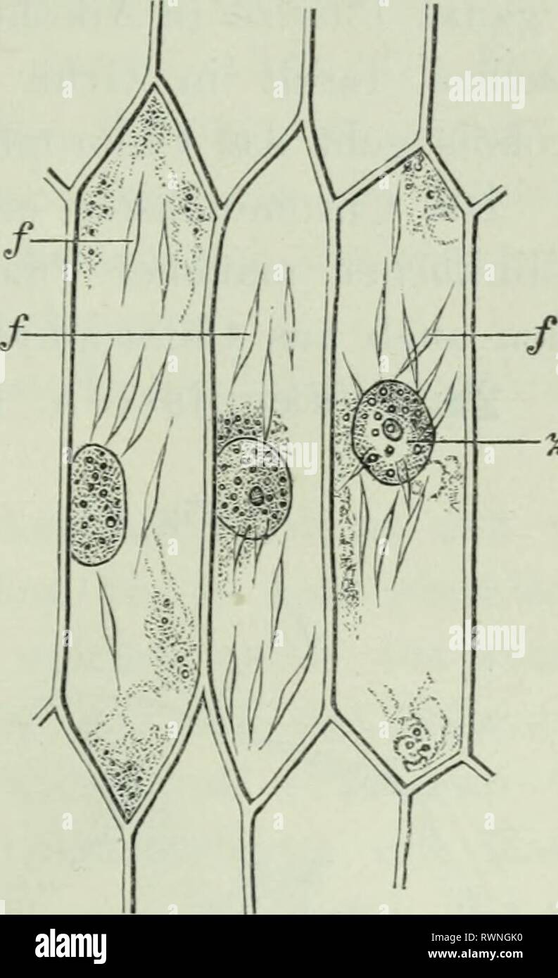 Elemente der wissenschaftlichen Botanik (1906 Stock Photo - Alamy