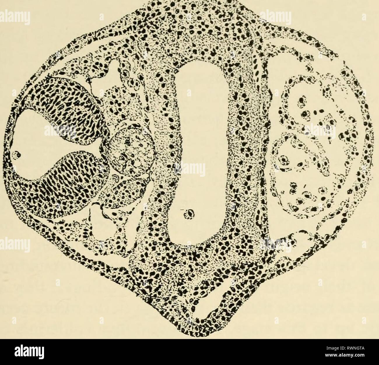 The elements of experimental embryology Stock Photo - Alamy