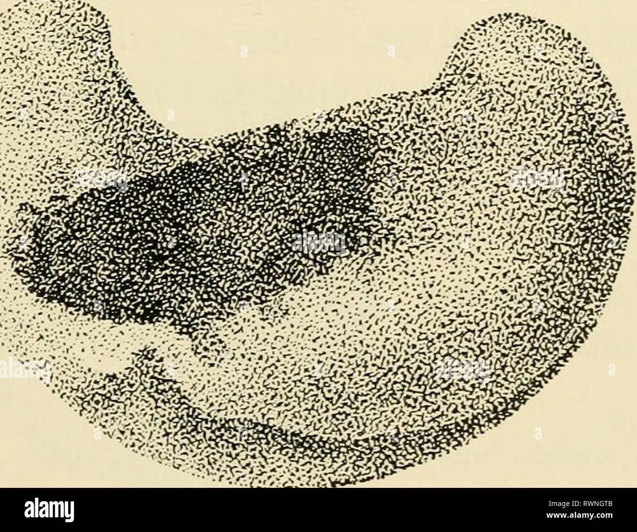 The elements of experimental embryology Stock Photo - Alamy