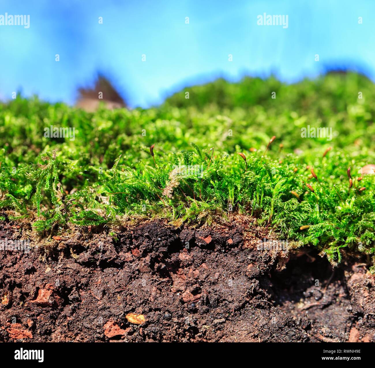 Topsoil of an Leptosol with moss, closeup of a soil Stock Photo - Alamy