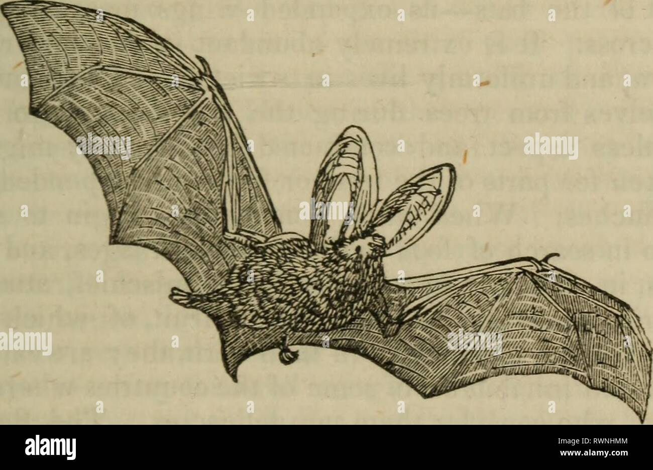 Elements of zoology, or, Natural Stock Photo - Alamy
