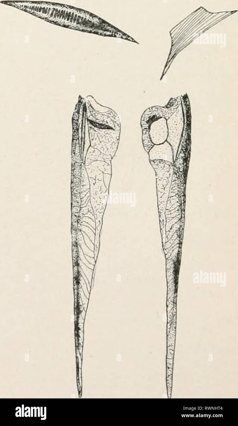 Tympanal organ at the leg of a cricket hi-res stock photography and ...