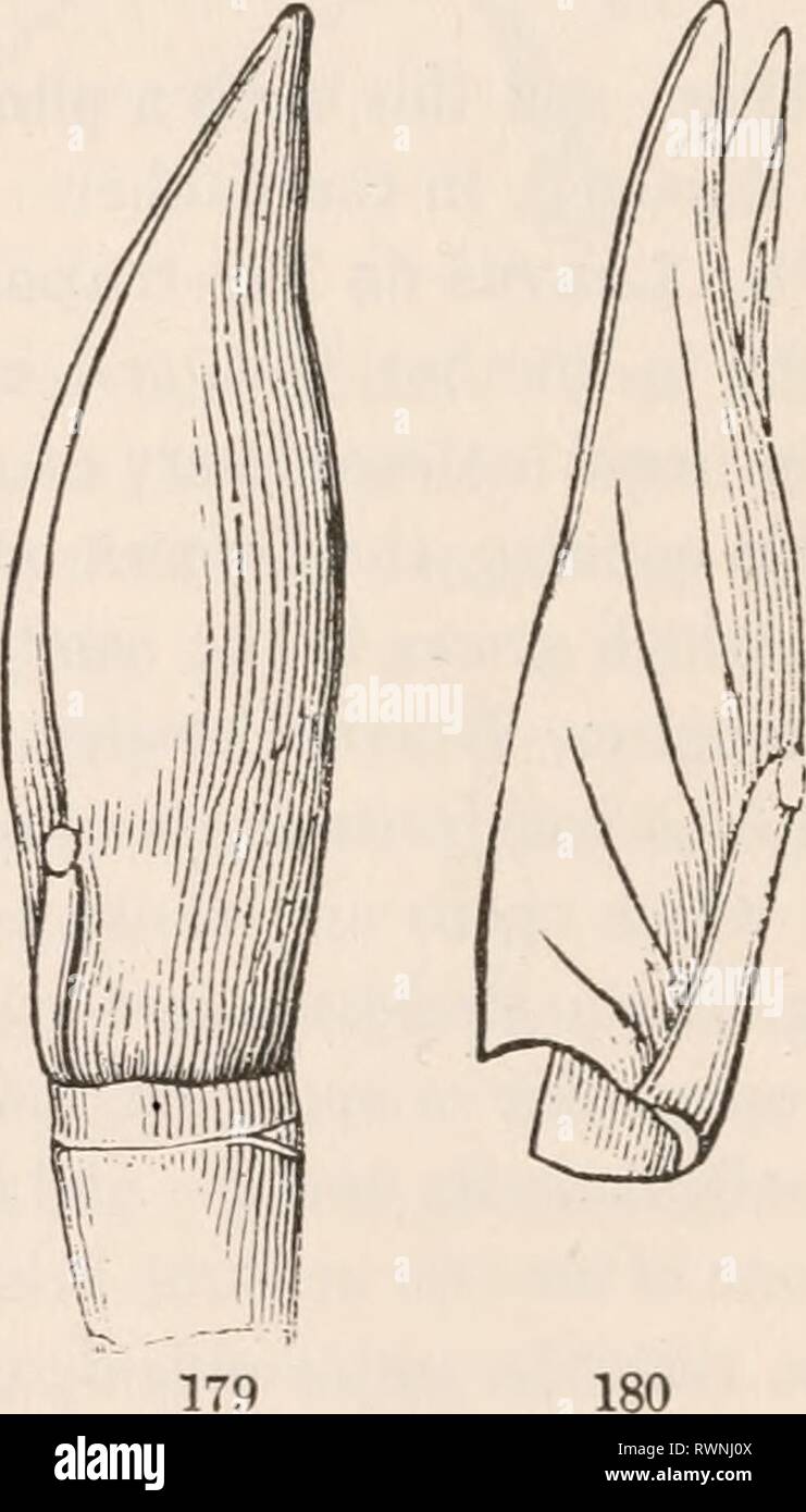 The elements of botany for The elements of botany for beginners and for ...