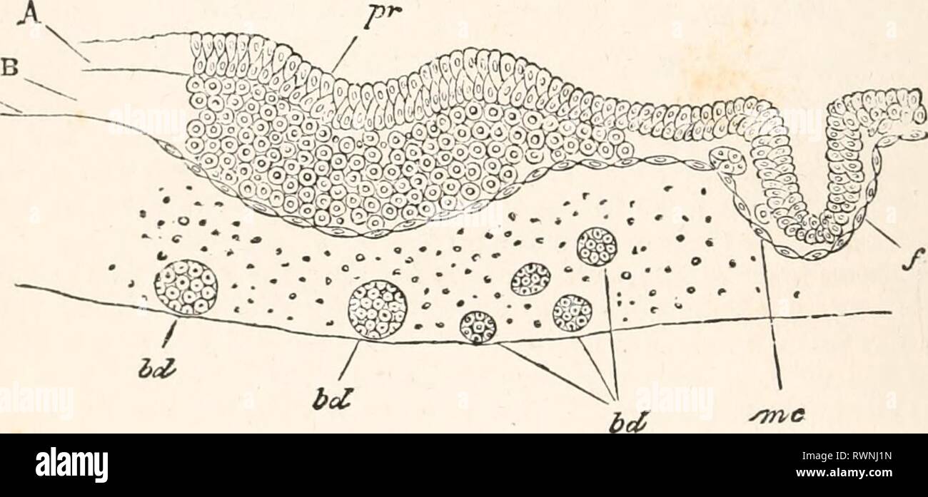 Embryology hand hi-res stock photography and images - Alamy
