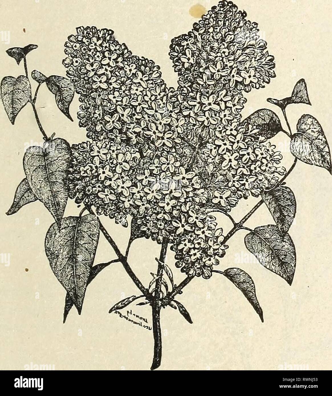 Syringa vulgaris drawing hi-res stock photography and images - Alamy