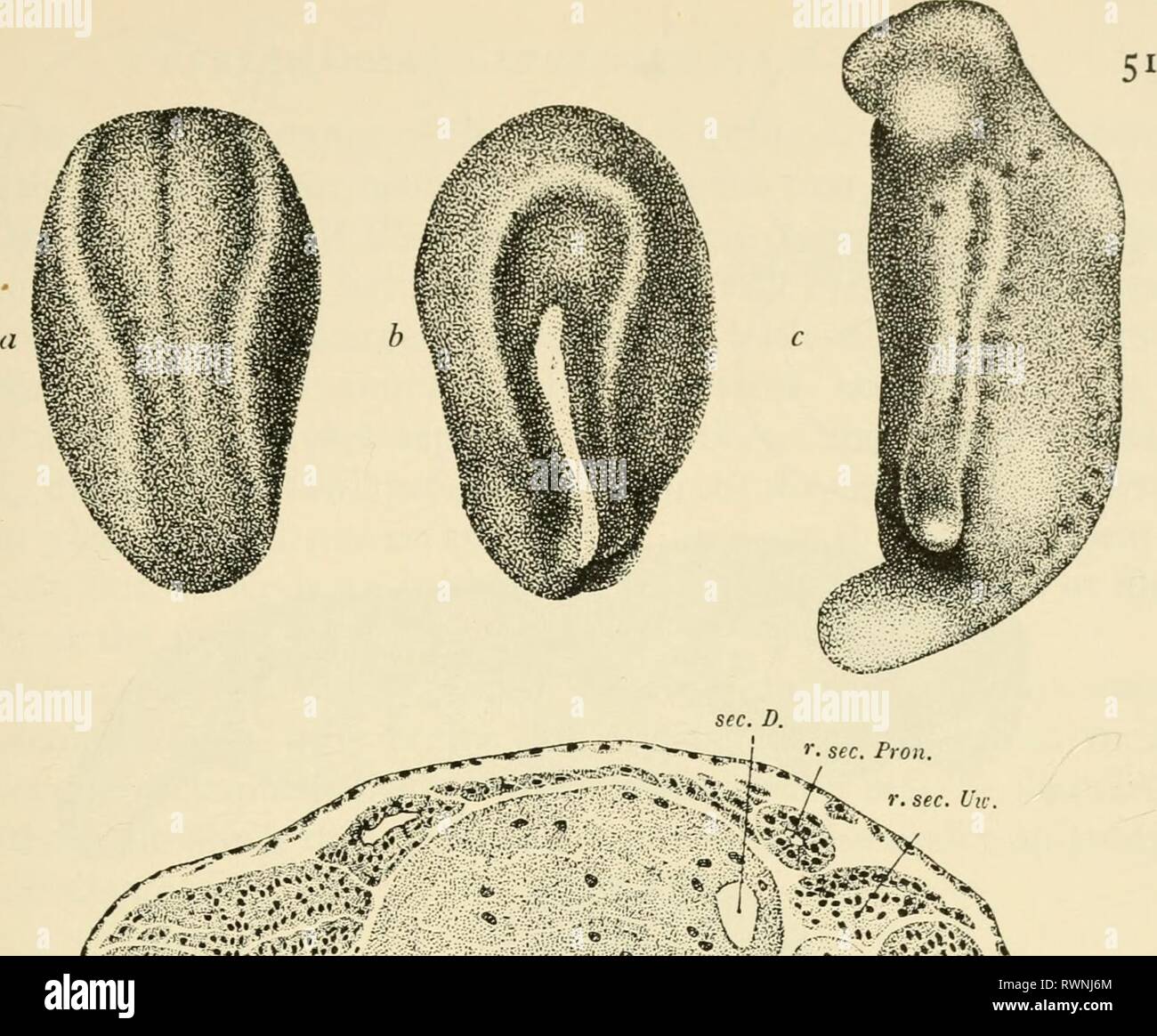 The elements of experimental embryology Stock Photo - Alamy