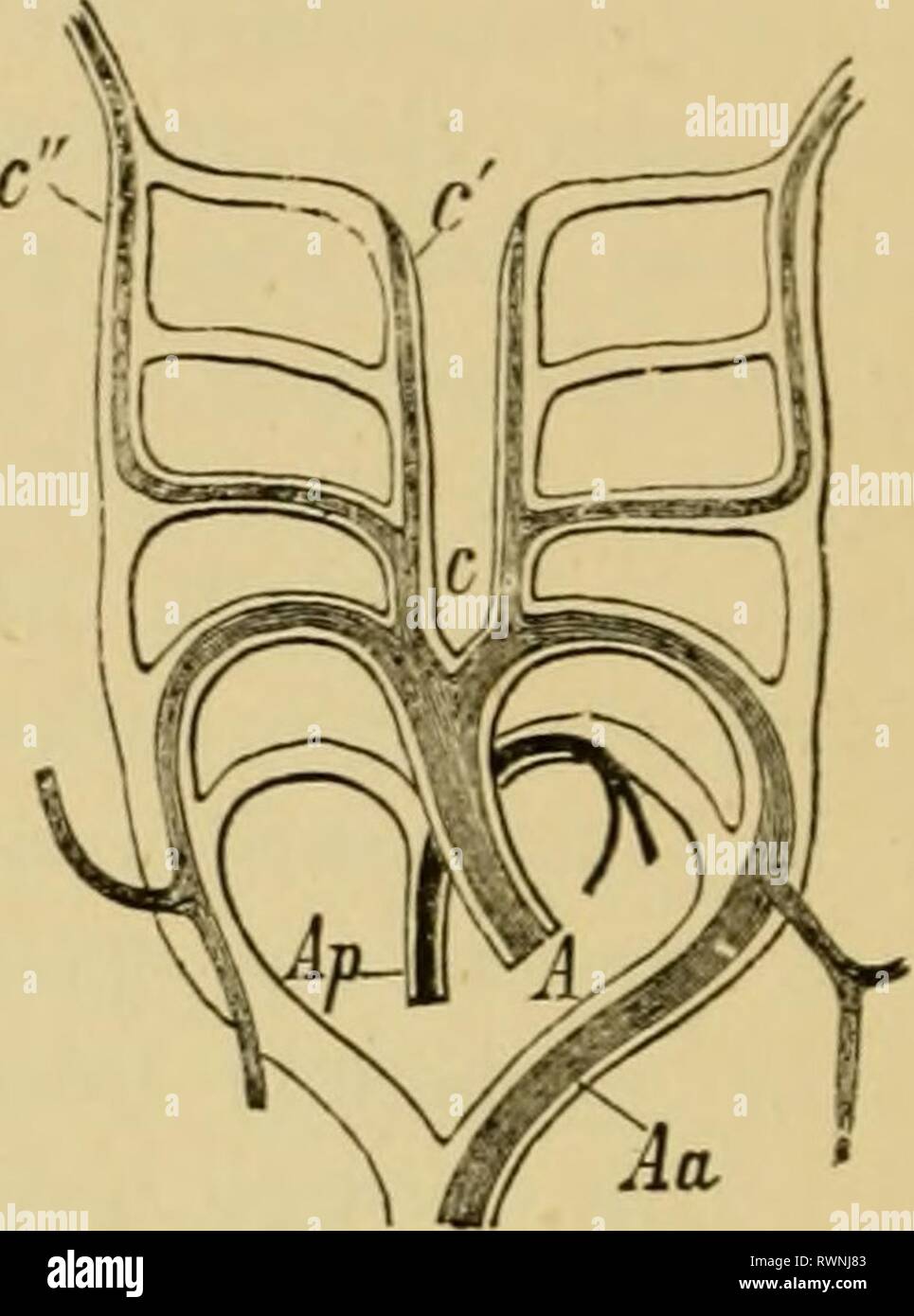 Lymphatic System Diagram High Resolution Stock Photography and Images ...