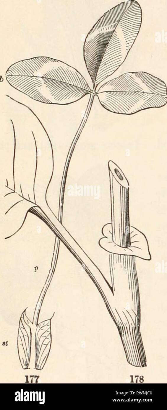 Sessile glands hi-res stock photography and images - Alamy