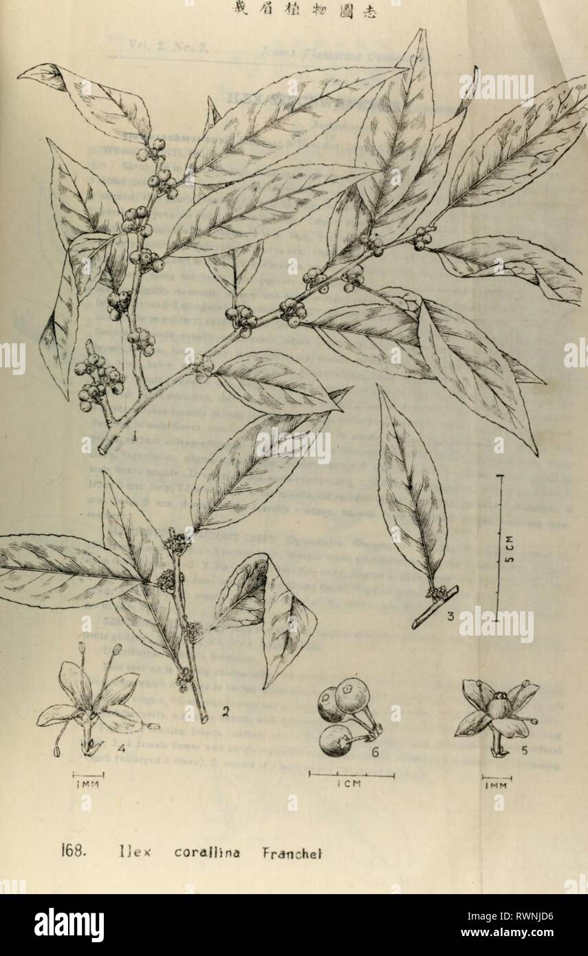 e mei zhi wu zhi Stock Photo - Alamy