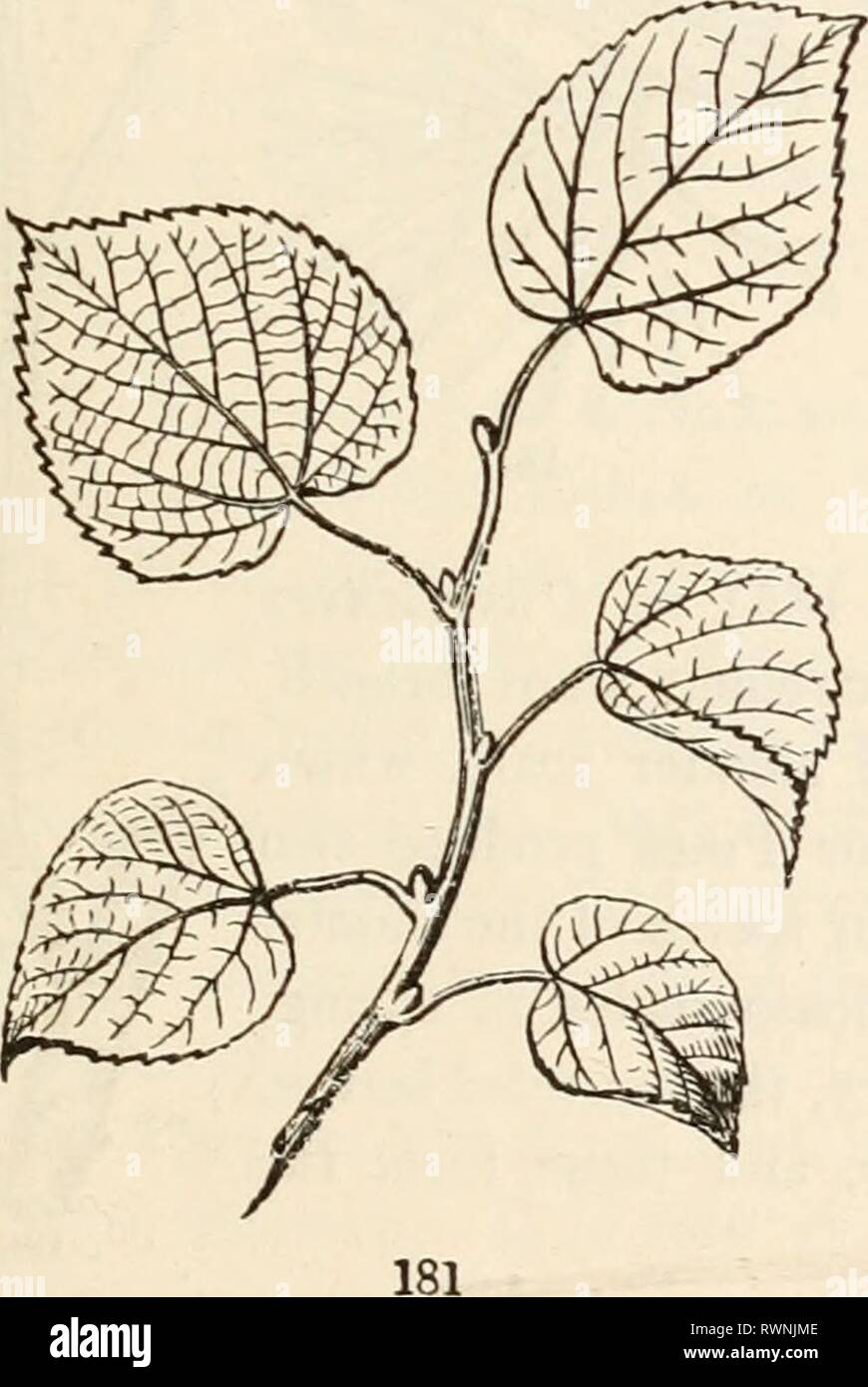 The elements of botany for The elements of botany for beginners and for ...
