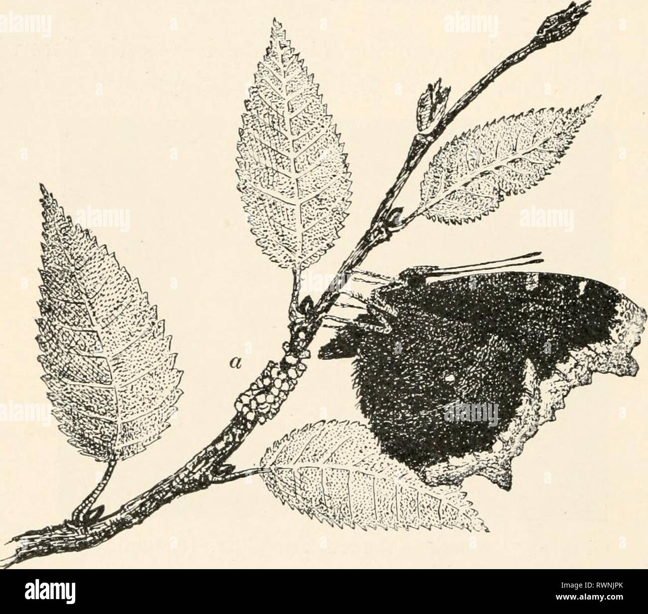 Elementary entomology ([c1912]) Elementary entomology ...