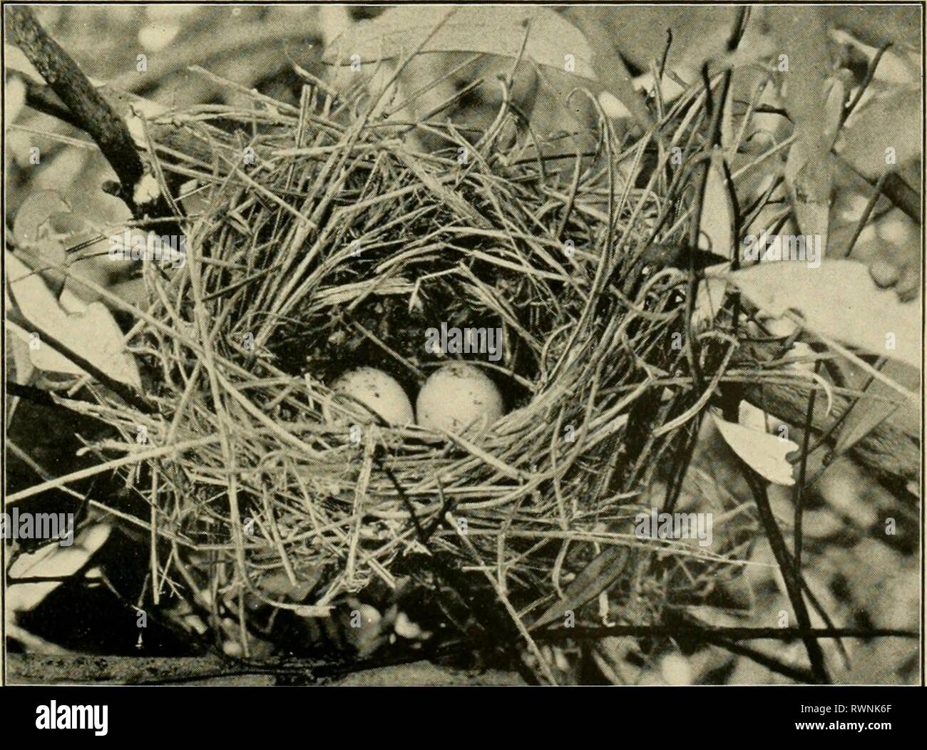 The Emu official organ Stock Photo - Alamy
