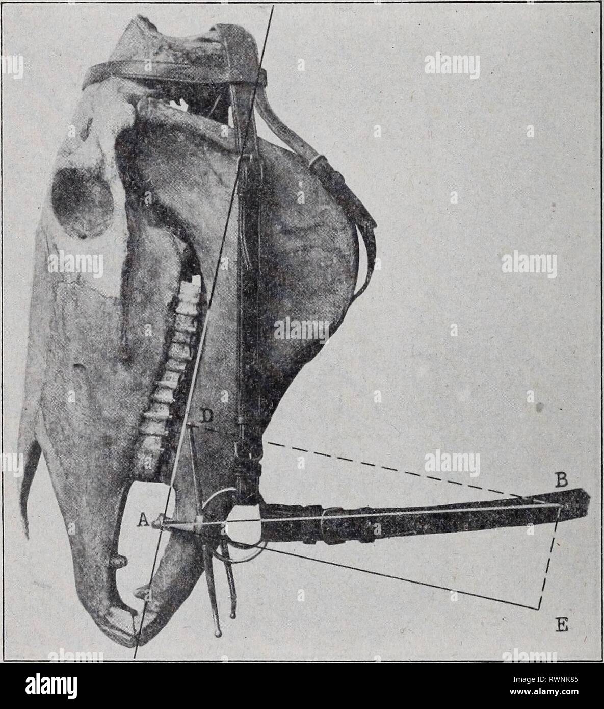 Elements of hippology (1908 Stock Photo - Alamy