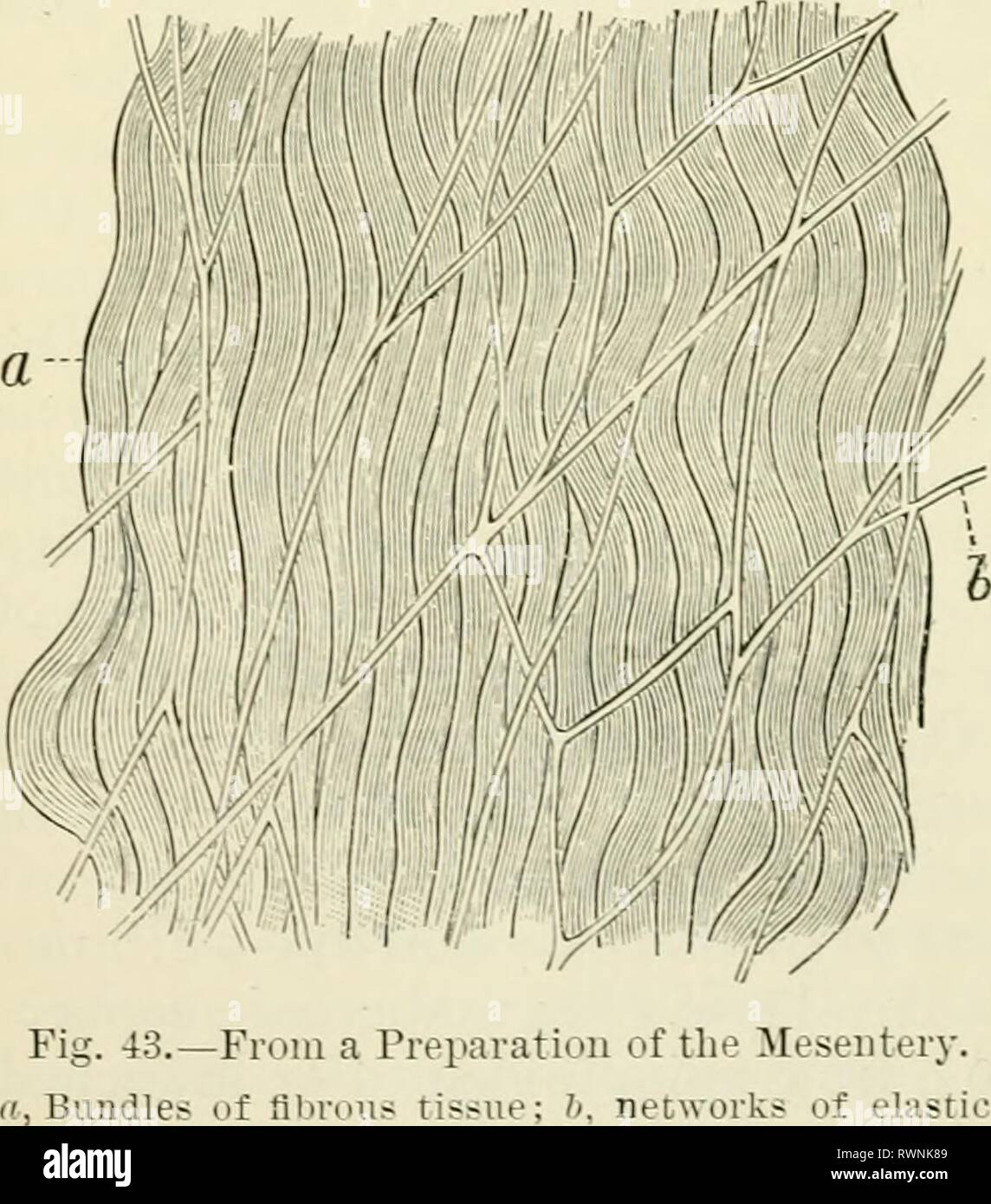 What Does Elastic Tissue Look Like