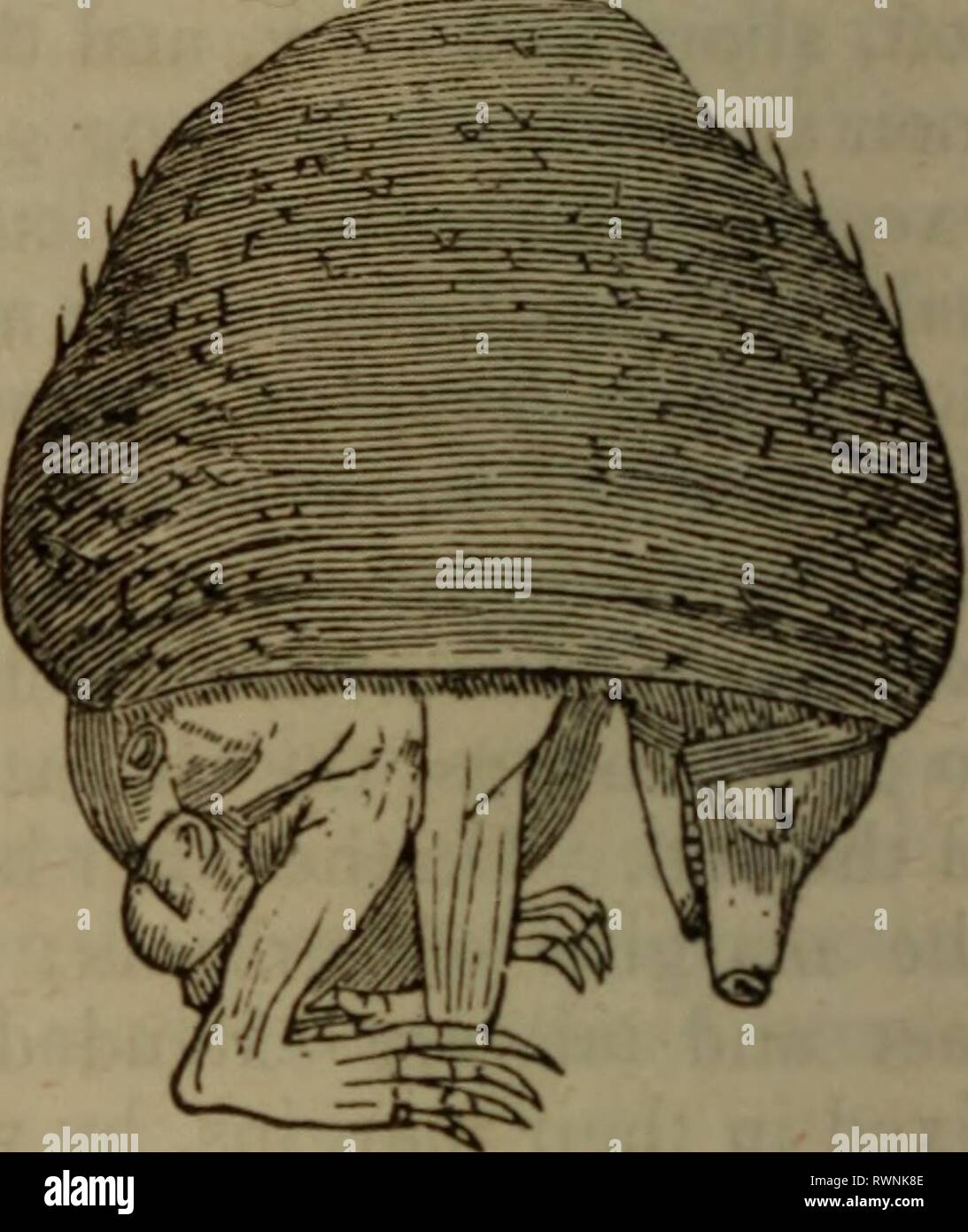 Elements of zoology, or, Natural Stock Photo - Alamy